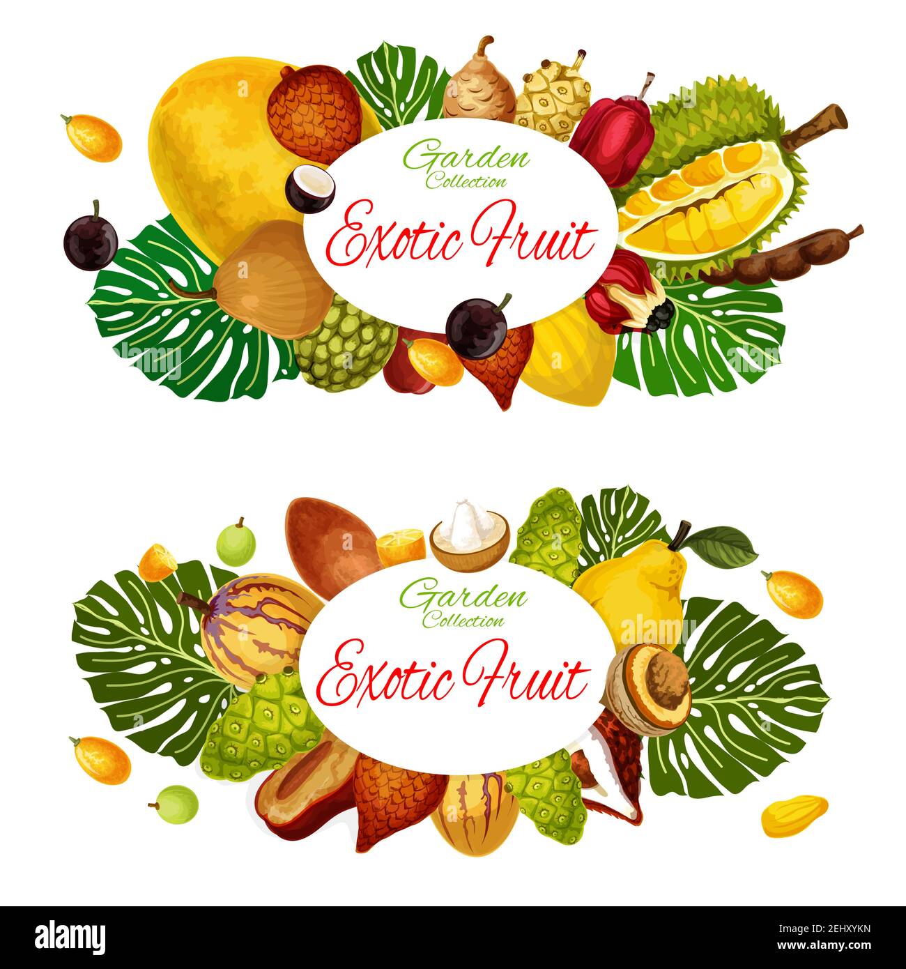 Exotic natural fruits harvest of pandanus, durian or persimmon and ...