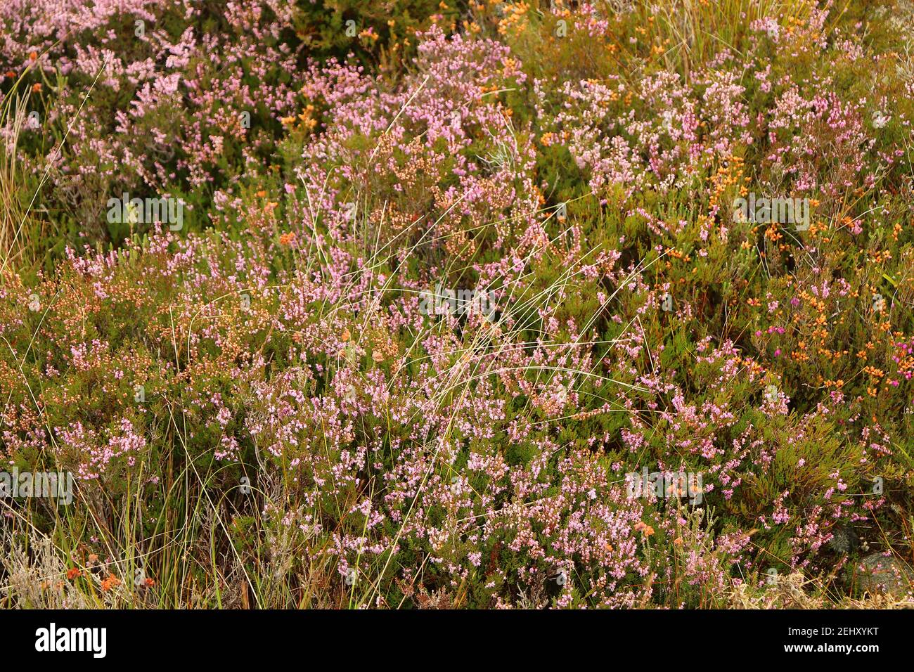Struy scotland hi-res stock photography and images - Alamy