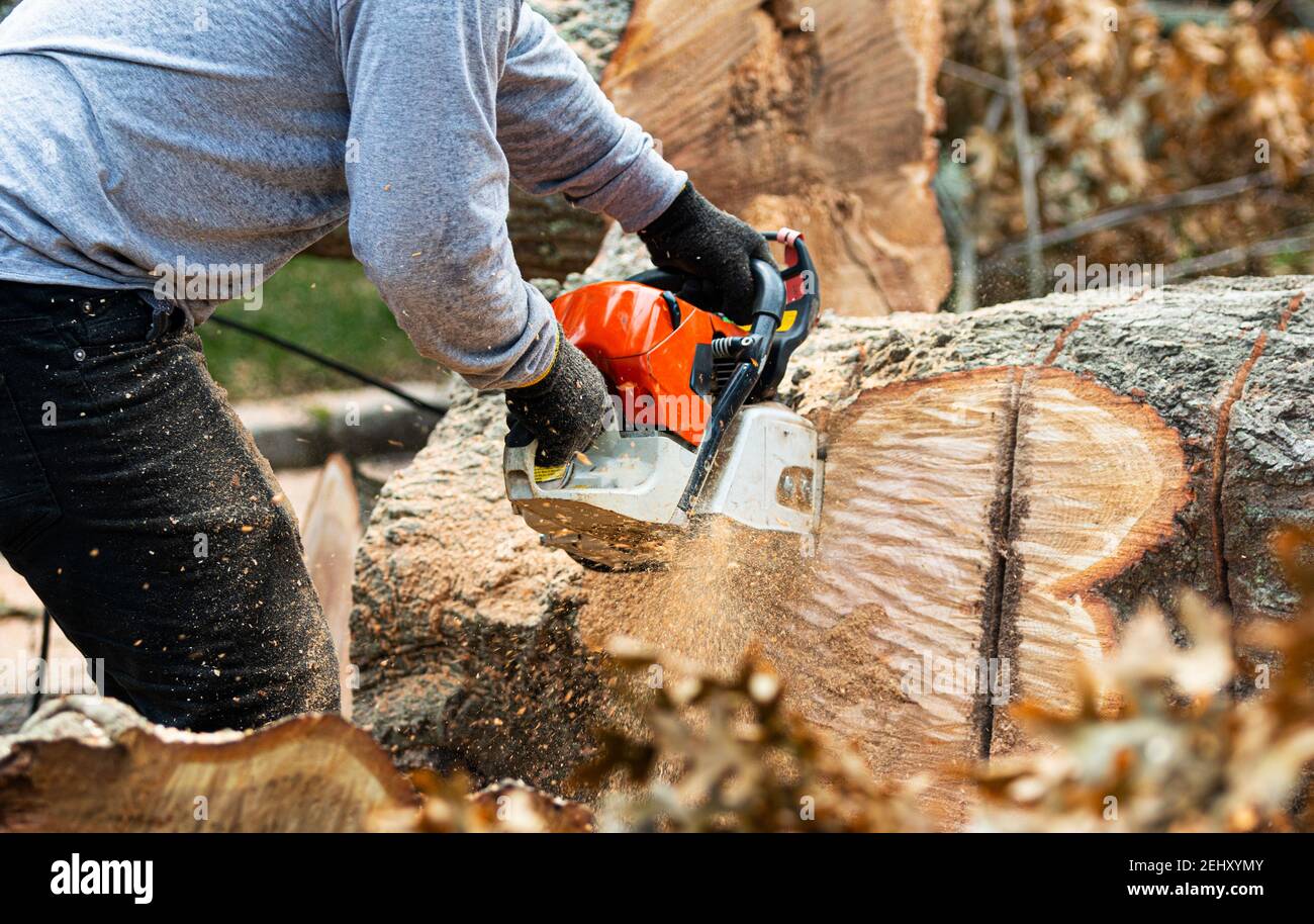 Landscaper using a chainsaw to slice up large tree trunks after a storm ...