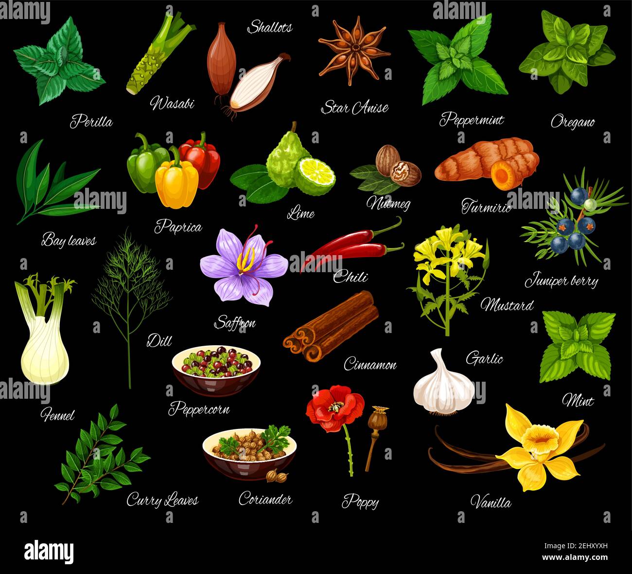 Spice and herbs, seasonings and condiment. Vector perilla and wasabi ...
