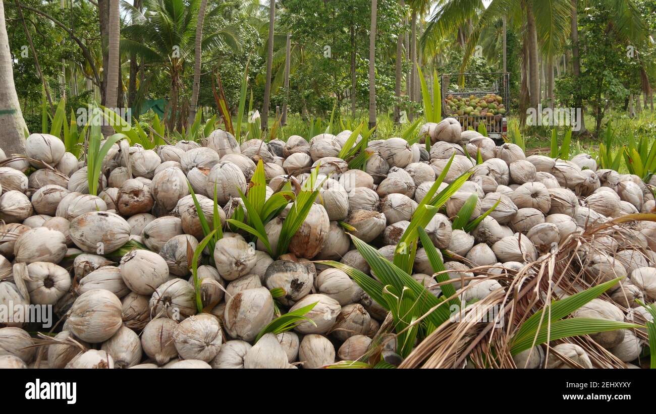 Coconut farm with big coconut ready for production. Large piles of ripe ...