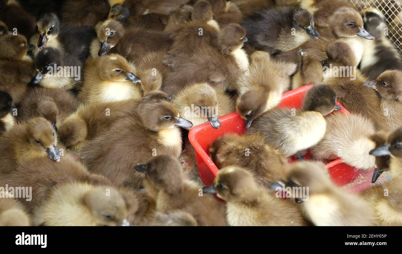 Overcrowded cage hi-res stock photography and images - Alamy