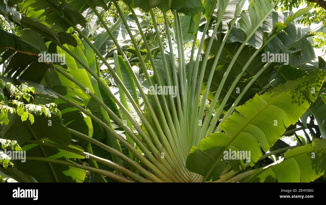Wild, vivid vegetation of deep misty tropical wood. Jungle landscape ...