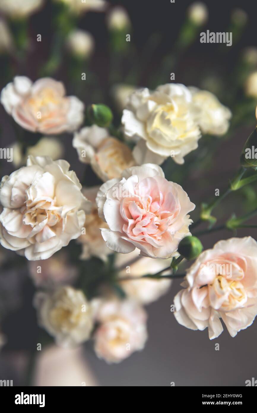 delicate bouquet of carnations in a vase vintage. romance Stock Photo ...