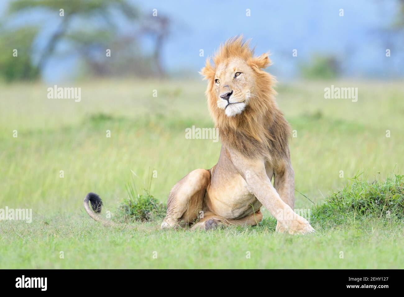 Lion Standing Up
