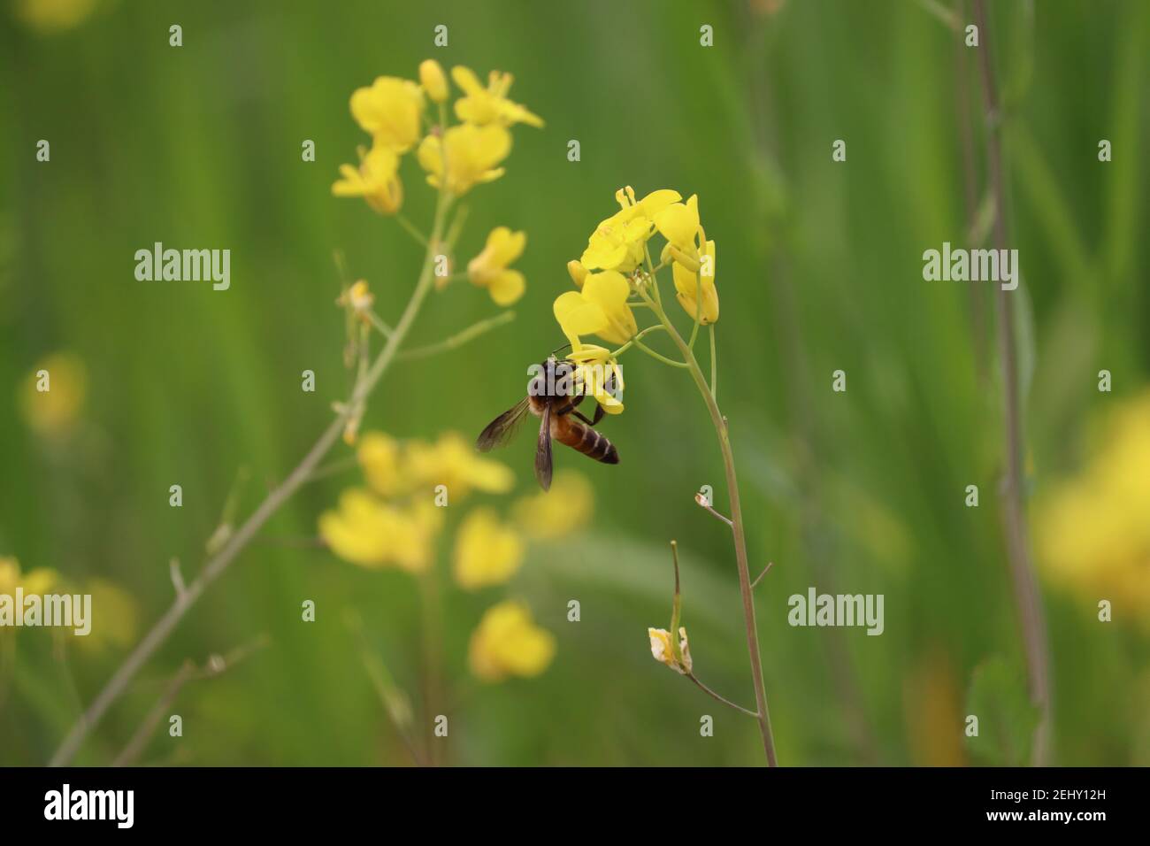 Poonch, Jammu and Kashmir, India. 20th Feb, 2021. A bee sitting on a ...