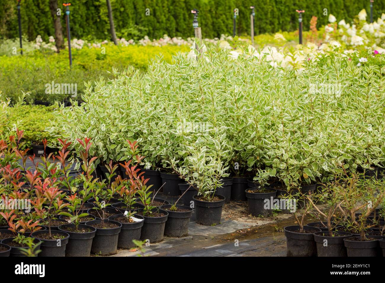 Variety of plants growing in pots at open-air market Stock Photo - Alamy
