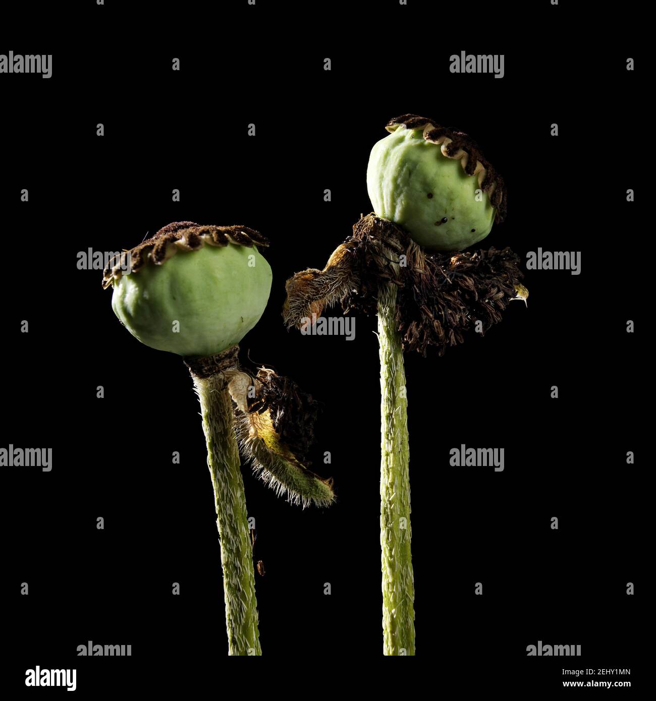 Closeup of two poppies, in front of a black background Stock Photo - Alamy