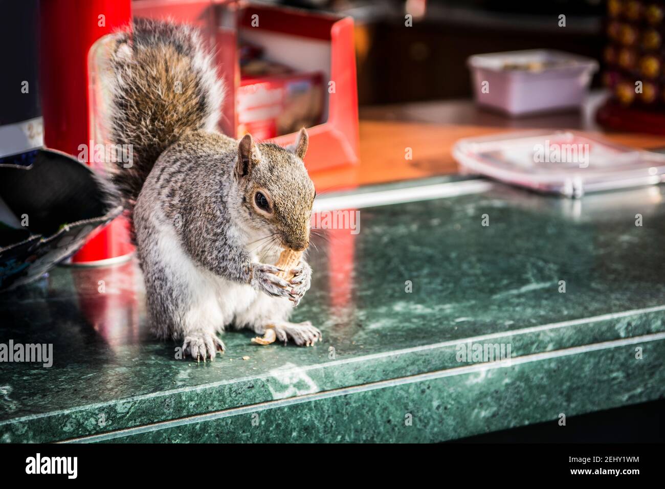Cute squirrel stealing nuts hi-res stock photography and images - Alamy