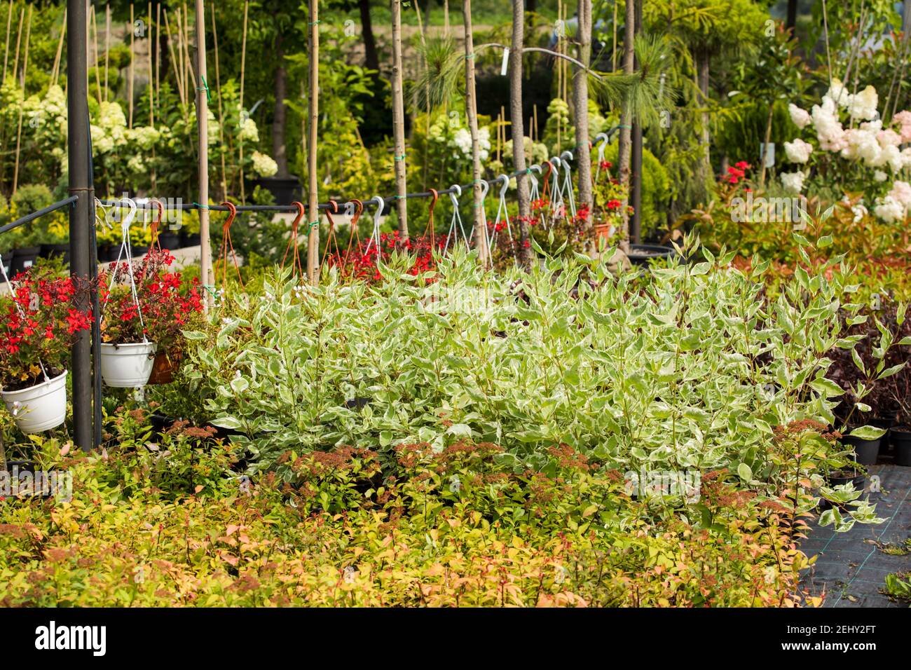 Variety of plants growing in pots at open-air market Stock Photo - Alamy