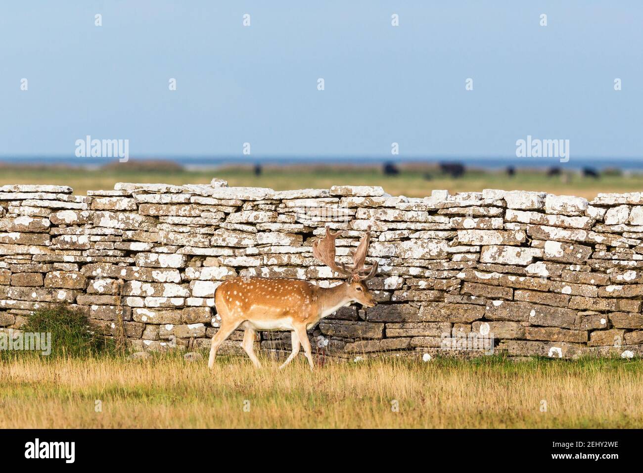 Buck stone hi-res stock photography and images - Alamy