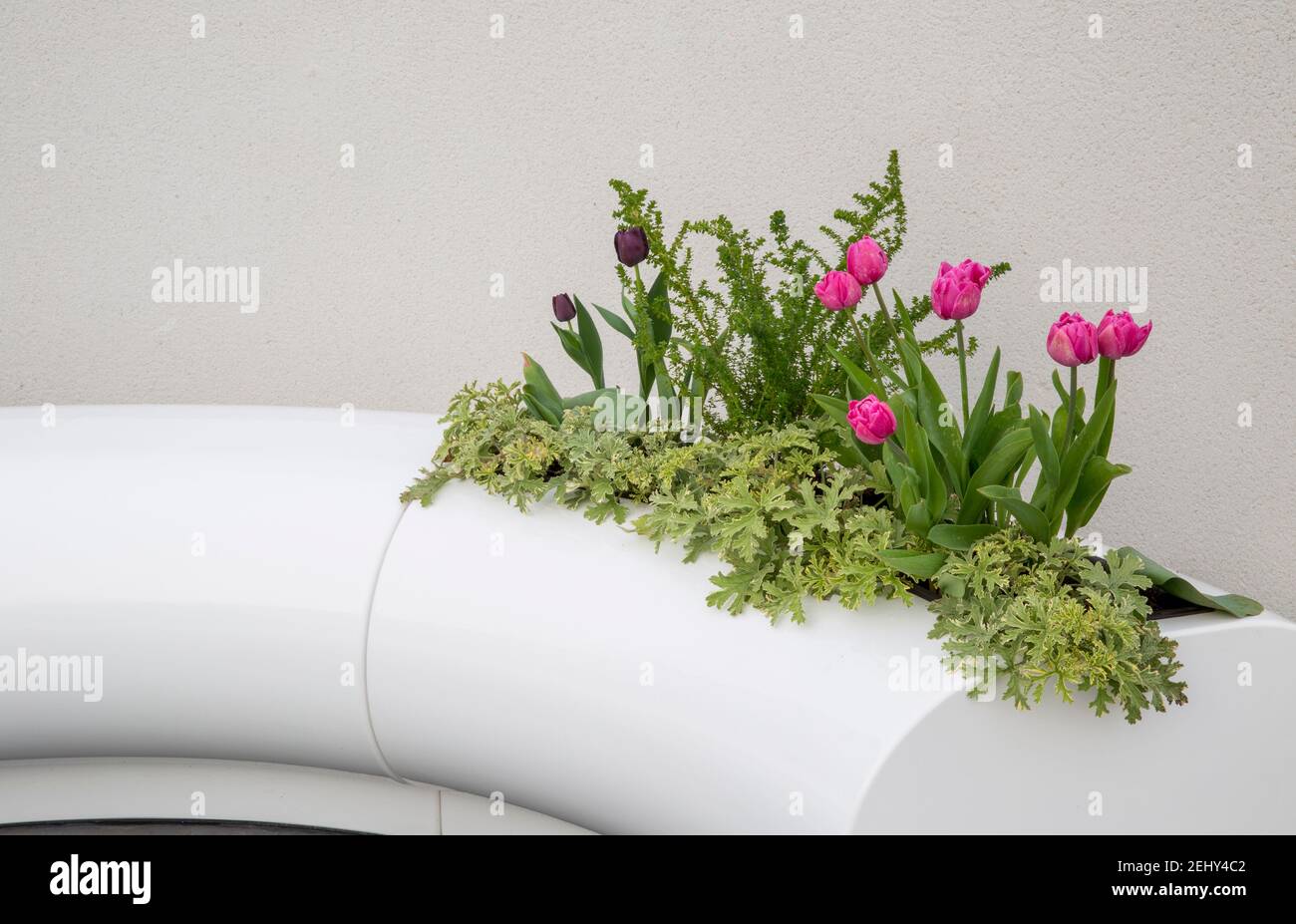 Tulip show bench hi-res stock photography and images - Alamy