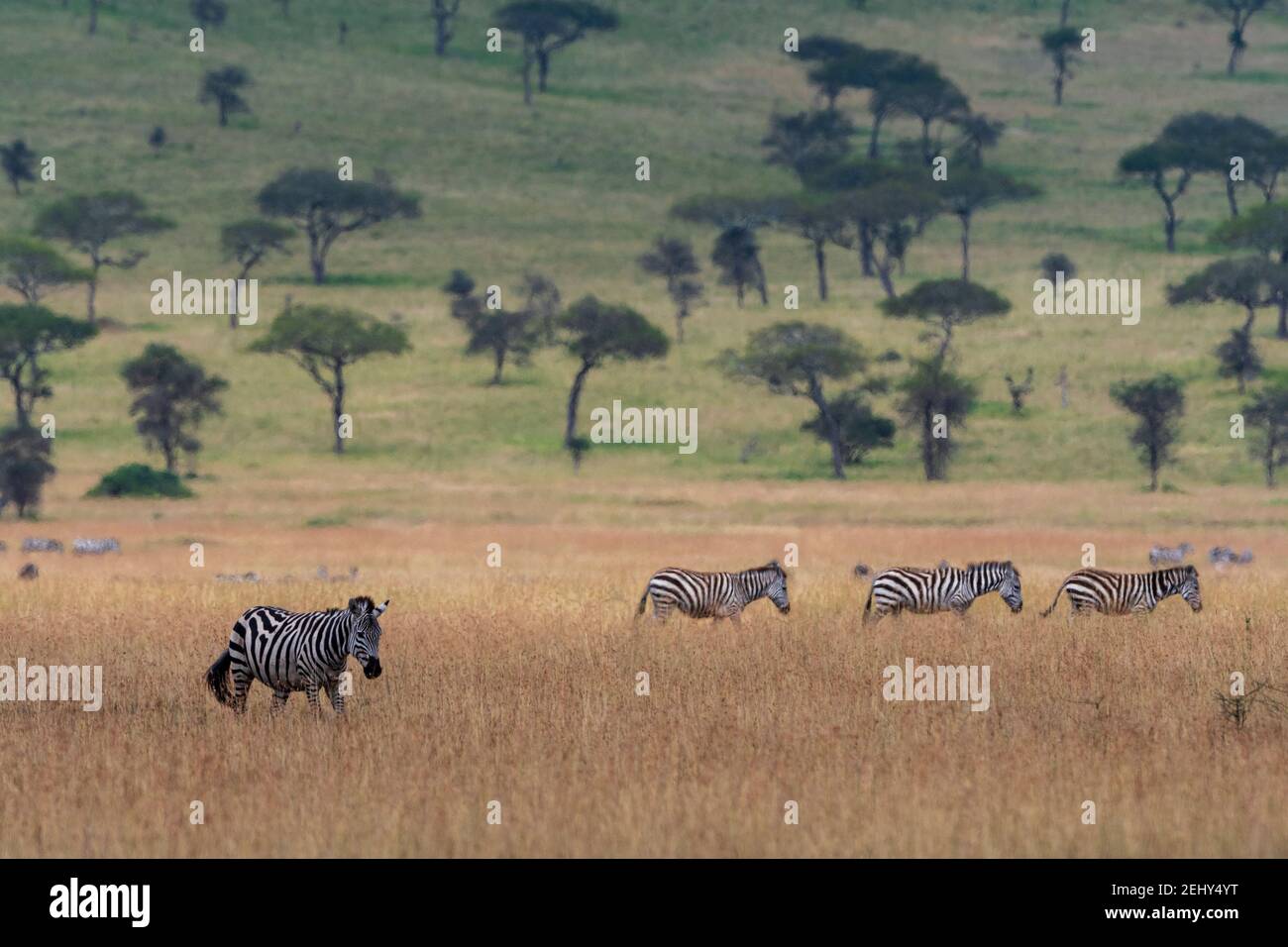 Plains zebras (Equus quagga), Seronera, Serengeti National Park ...