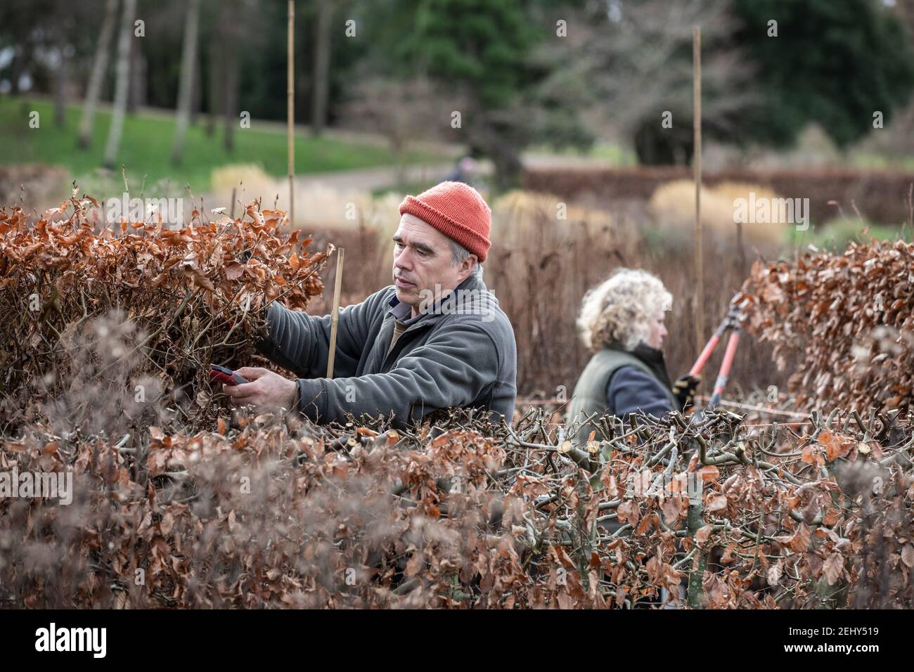 Beech Hedges High Resolution Stock Photography and Images - Alamy