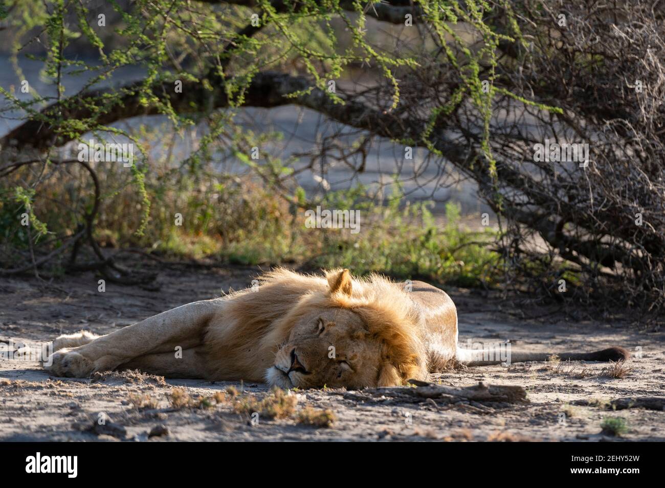 Lion (Panthera leo), Ndutu, Ngorongoro Conservation Area, Serengeti ...