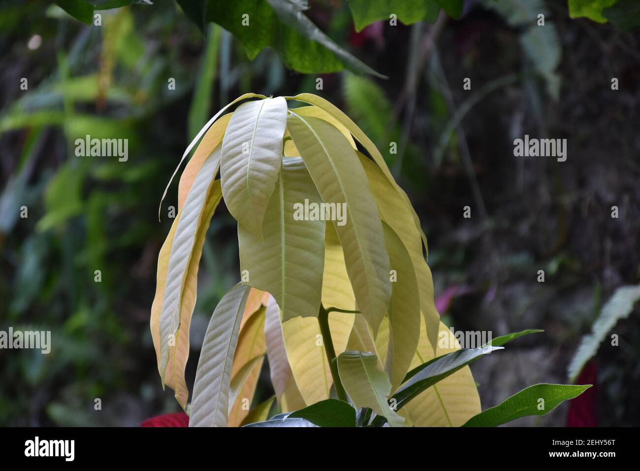 Bunch of Sap Green Leaves Stock Photo - Alamy