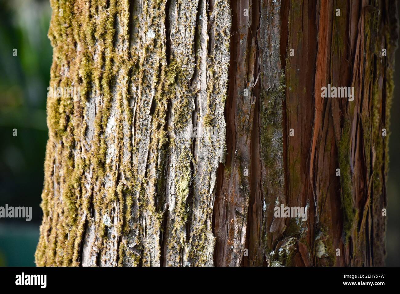 Himalayan pine trunk with Moss and Dried Bark Stock Photo - Alamy