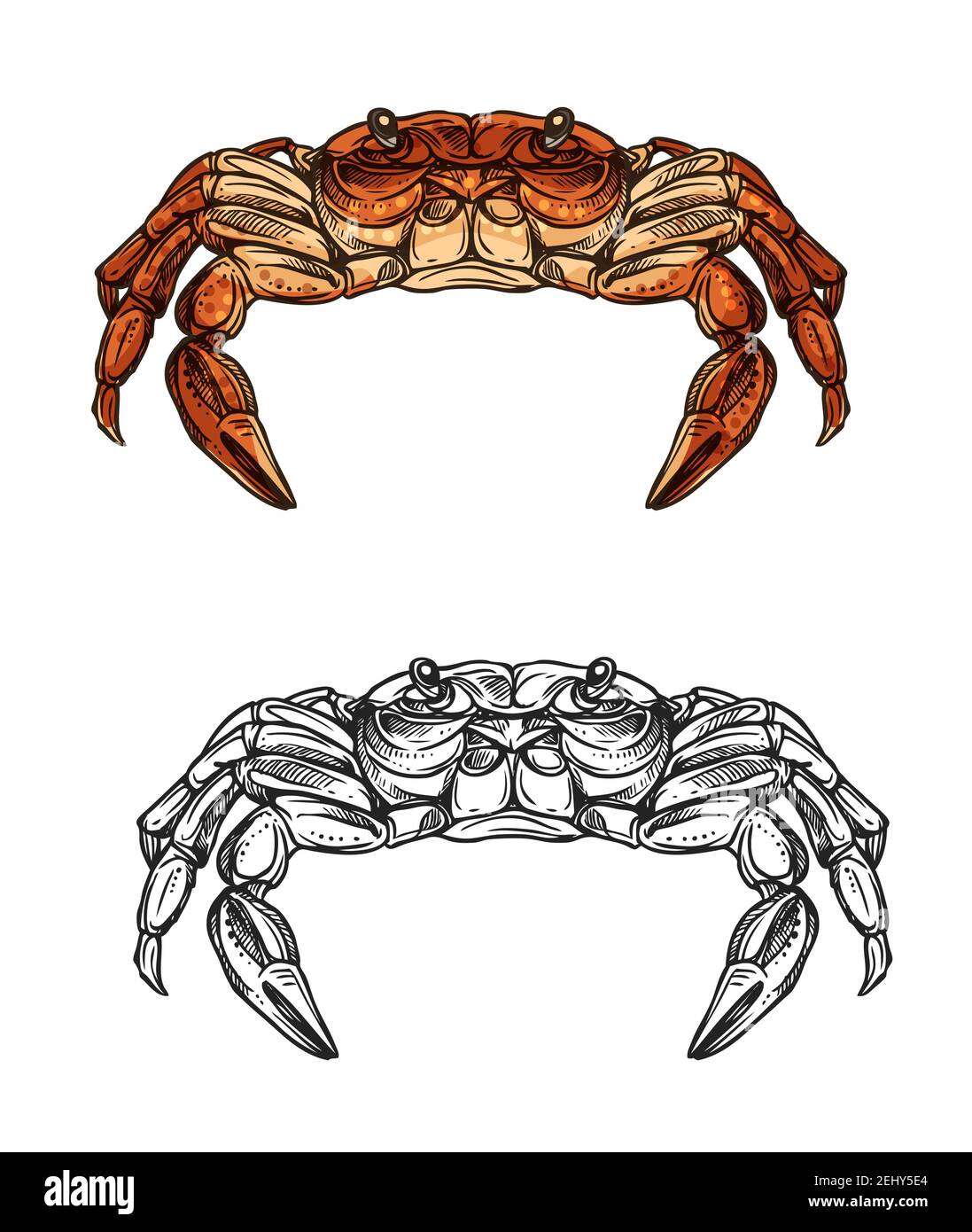 Crab sea animal vector sketch of red crustacean from front view ...