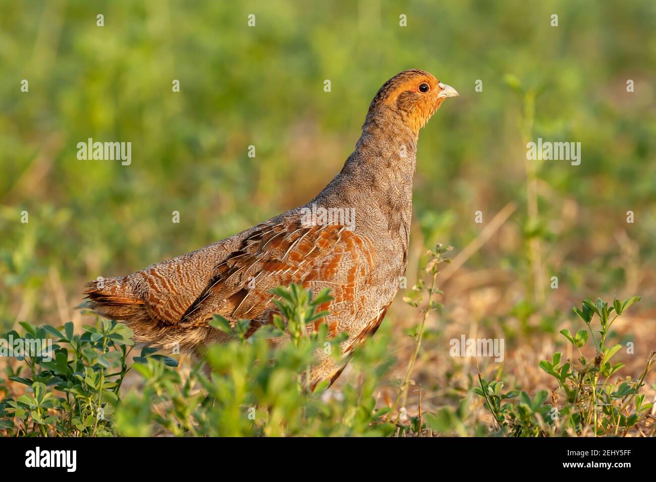Grey pheasant hi-res stock photography and images - Alamy