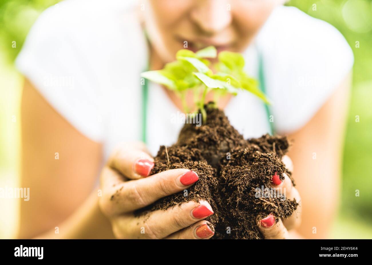Farm worker taking care on small basil plant at alternative farm ...
