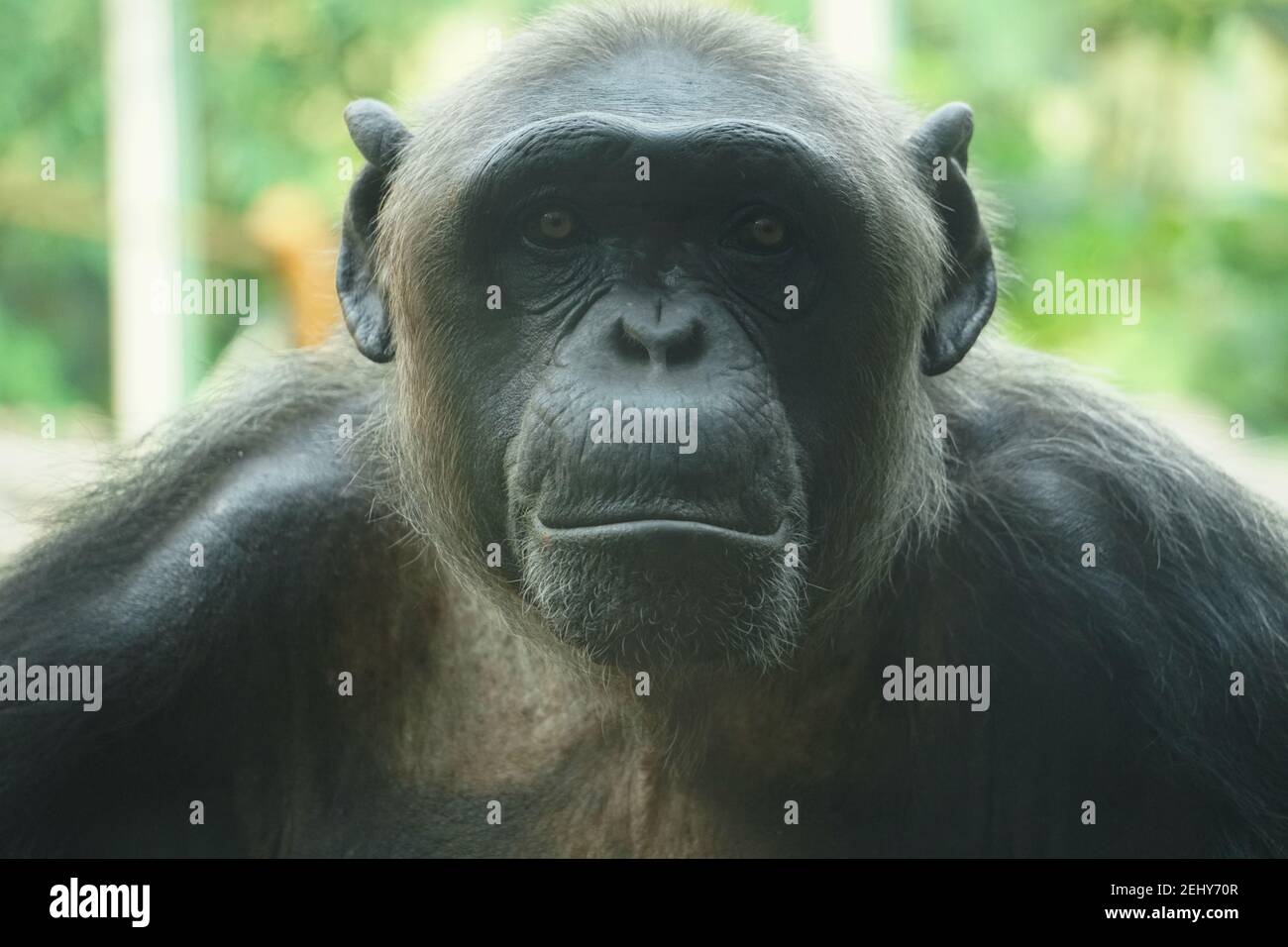 Chimpanzee looking into camera hi-res stock photography and images - Alamy