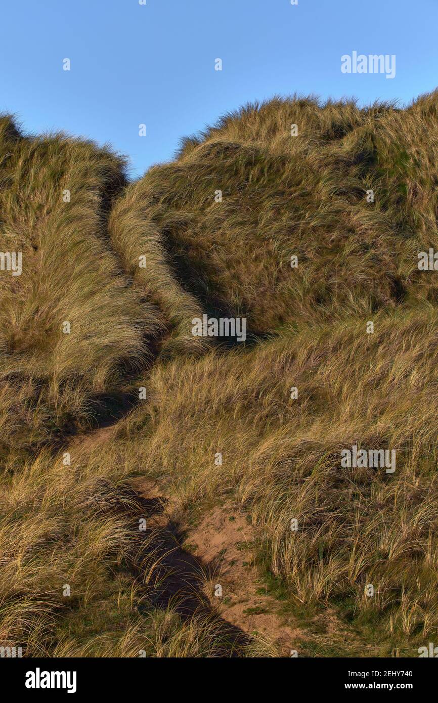 sand dune with grass and vegetation. Tramore Nature Reserve marked ...