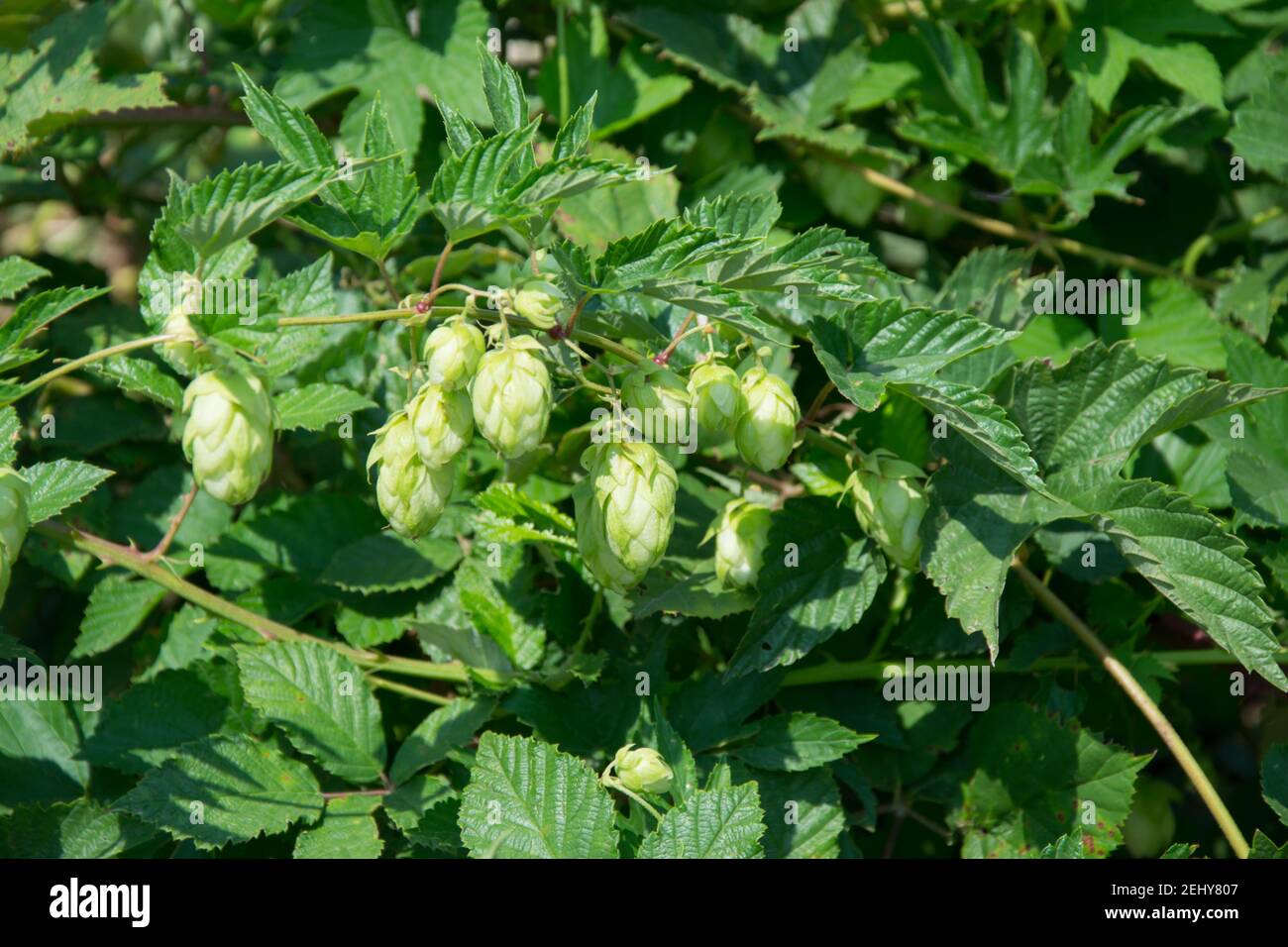 Green fresh background of hop cones and green leaves for making beer ...