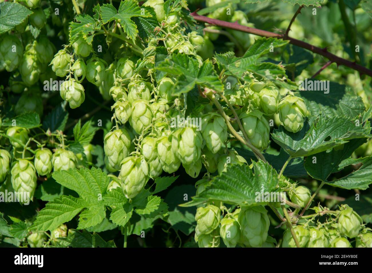 Green fresh background of hop cones and green leaves for making beer ...