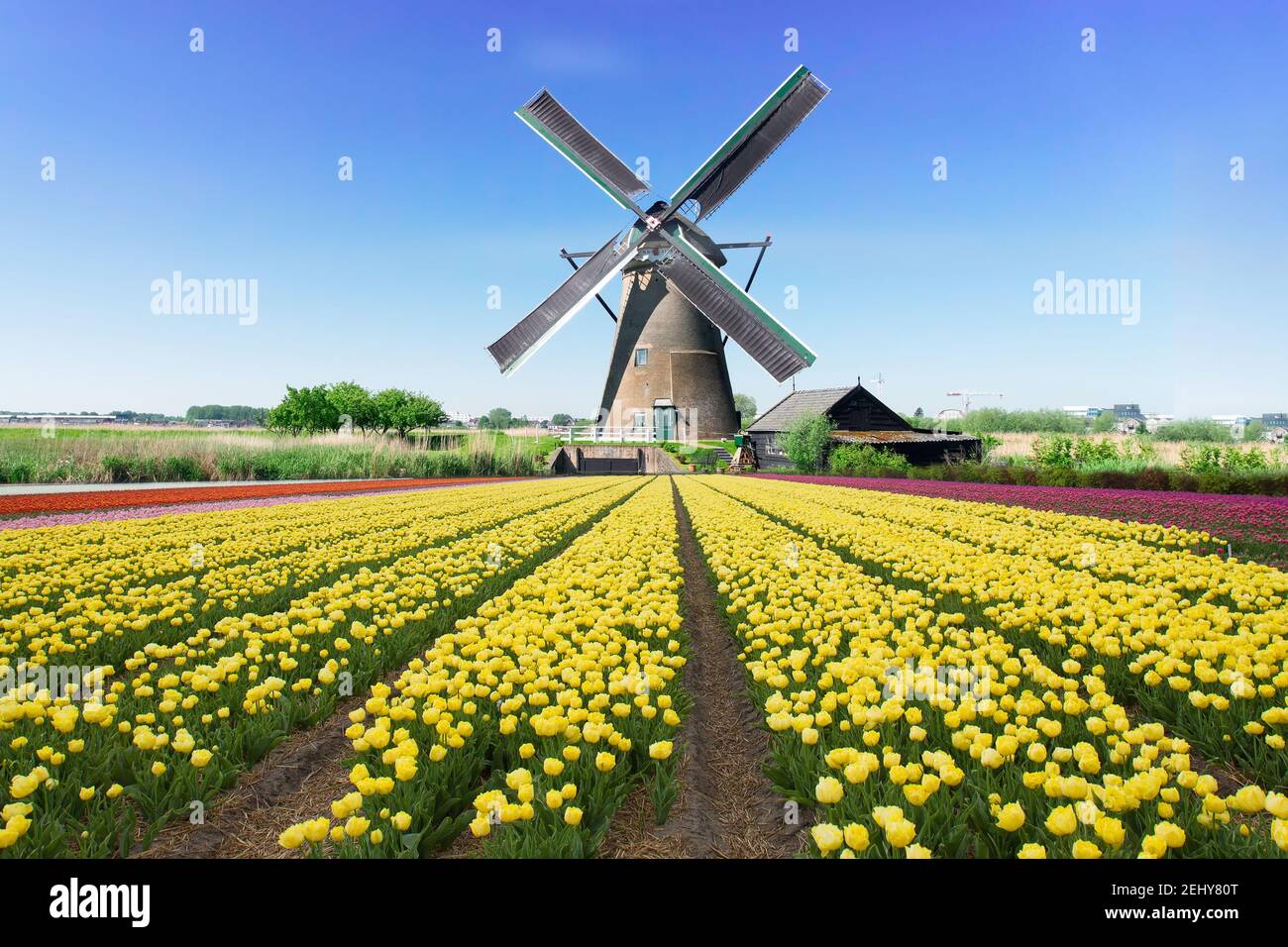 dutch windmill over tulips field Stock Photo - Alamy