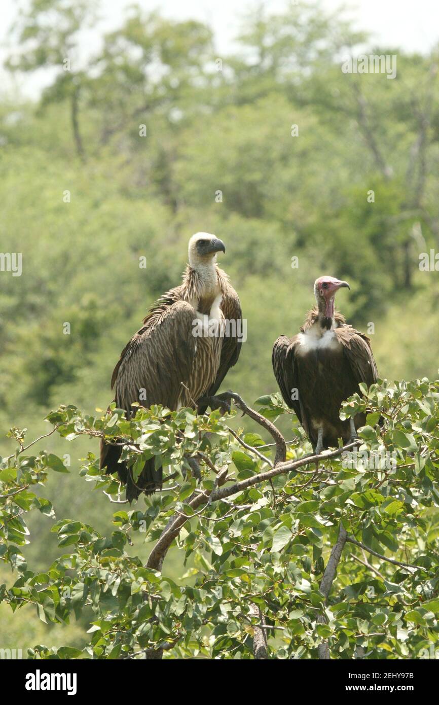 Vulture in tree hi-res stock photography and images - Alamy