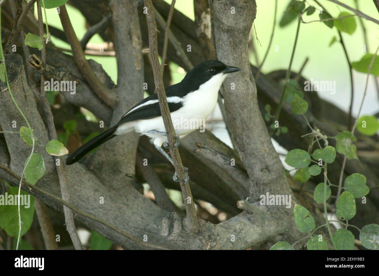 Swamp Boubou in tree Stock Photo - Alamy