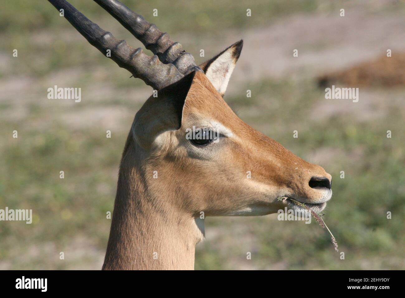 Impala in Botswana Stock Photo - Alamy