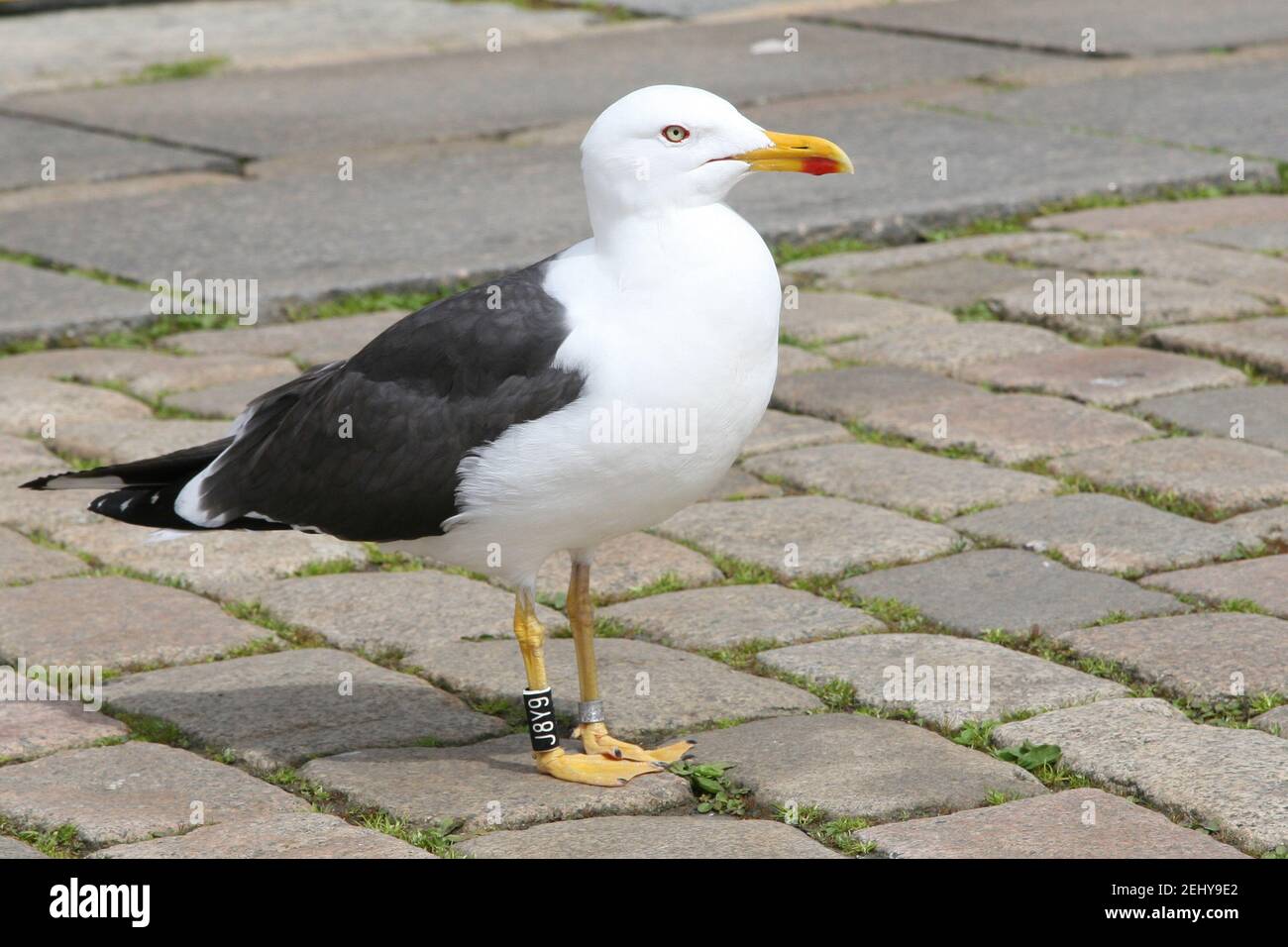 Black back gull on hi-res stock photography and images - Alamy