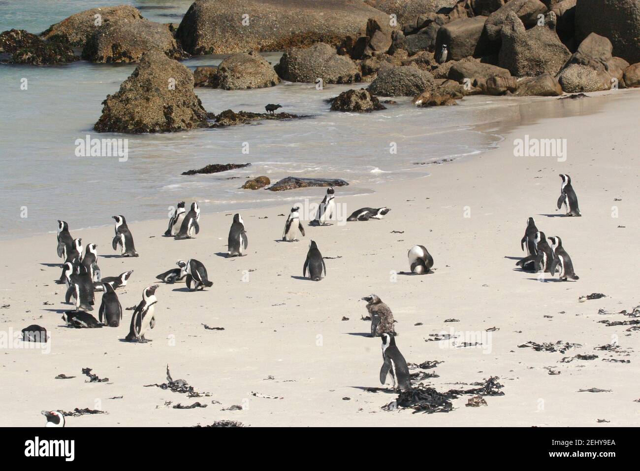 African Penguin colony, Cape Town Stock Photo - Alamy