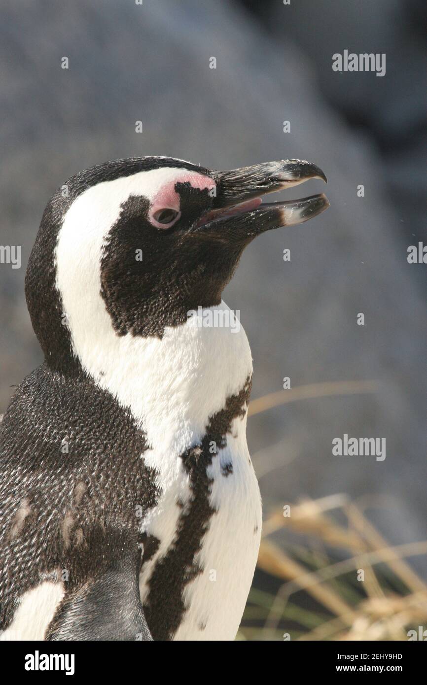 Africa Penguin close up Stock Photo - Alamy