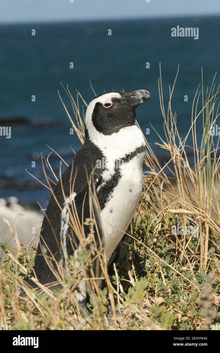 Penguin on sand hi-res stock photography and images - Alamy