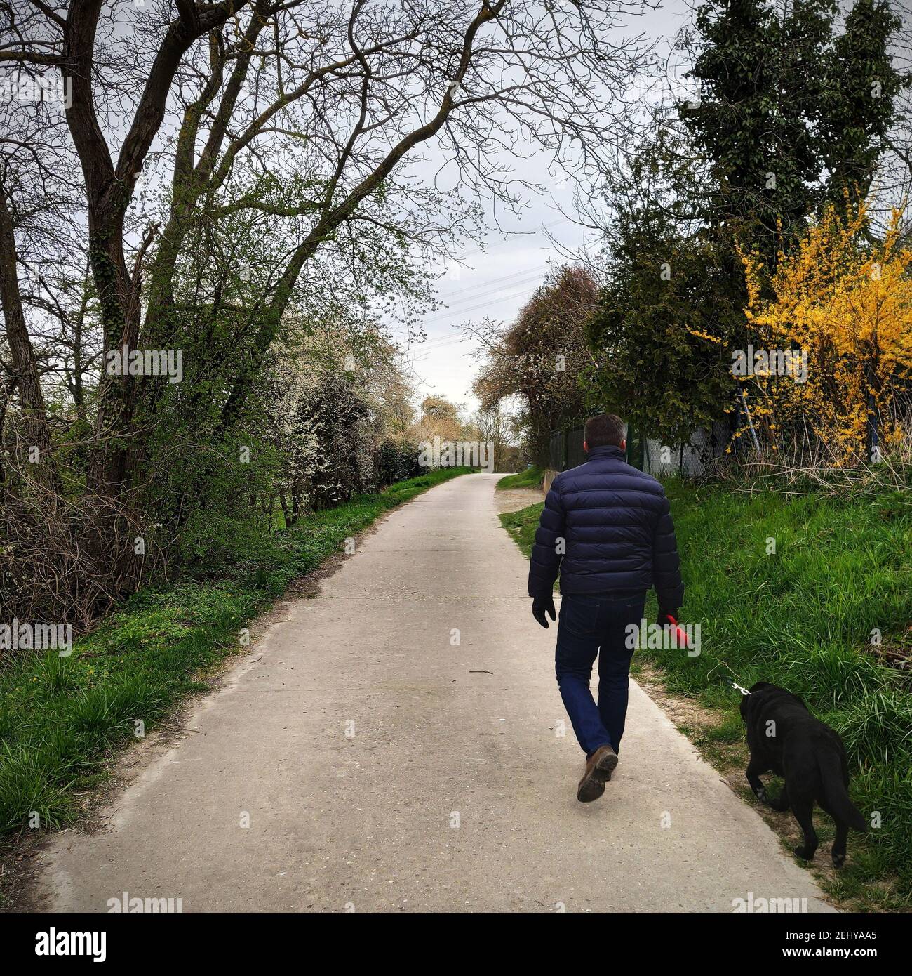 Back view of a man walking with his dog in the park Stock Photo - Alamy