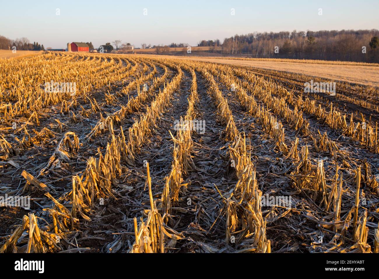 Corn stumps hi-res stock photography and images - Alamy