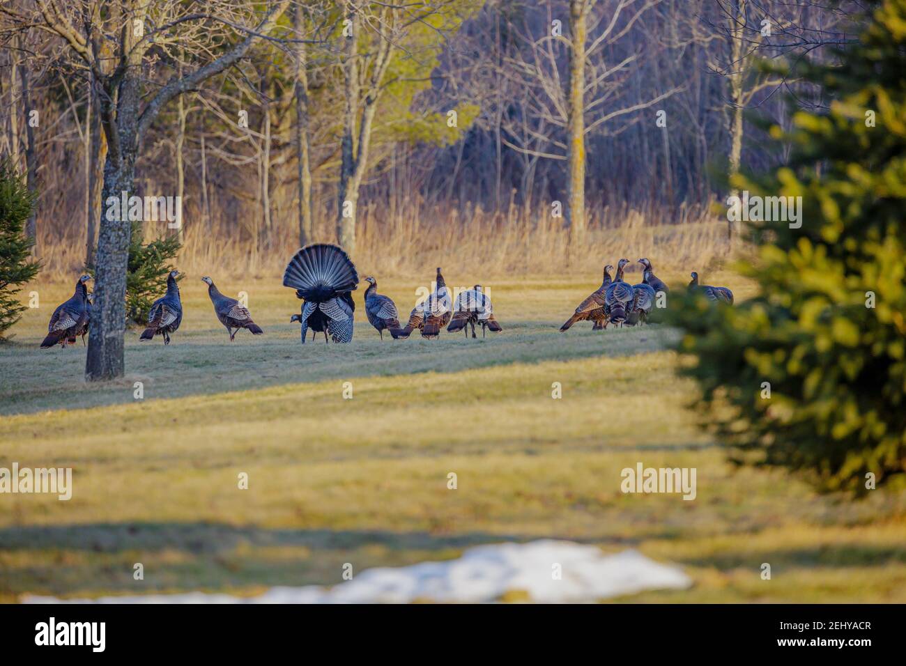 Wild male turkey strutting his stuff for the females in Wisconsin ...
