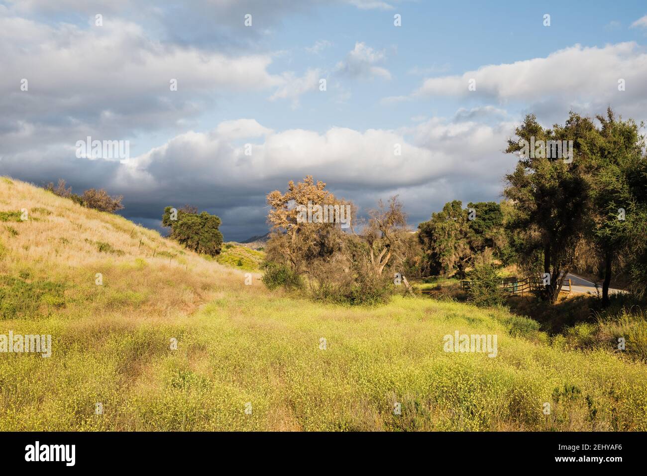 Yellow wildflower field and trees under the cloudy sky Stock Photo - Alamy