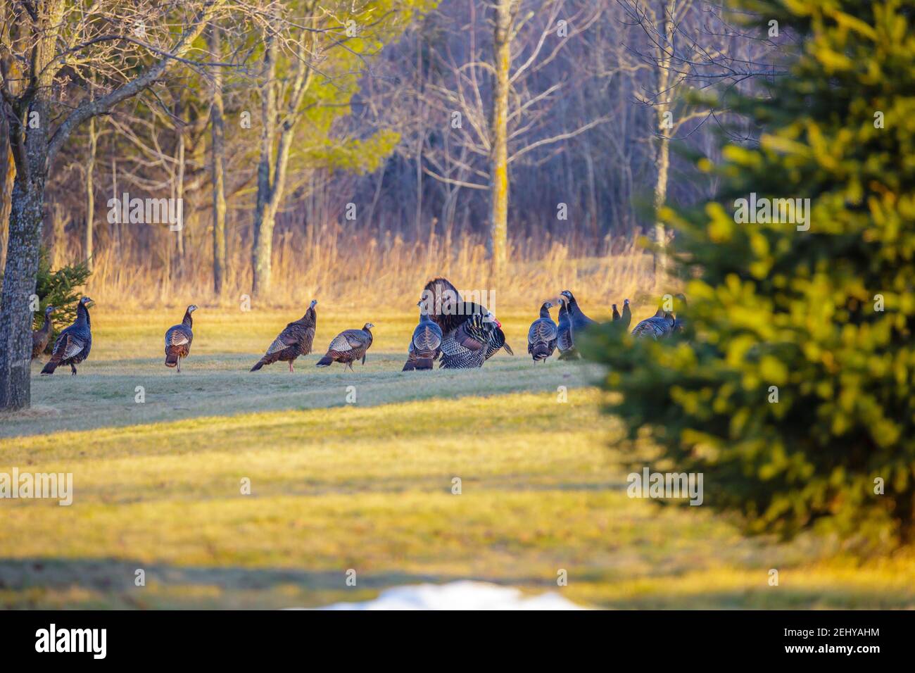 Wild male turkey strutting his stuff for the females in Wisconsin ...