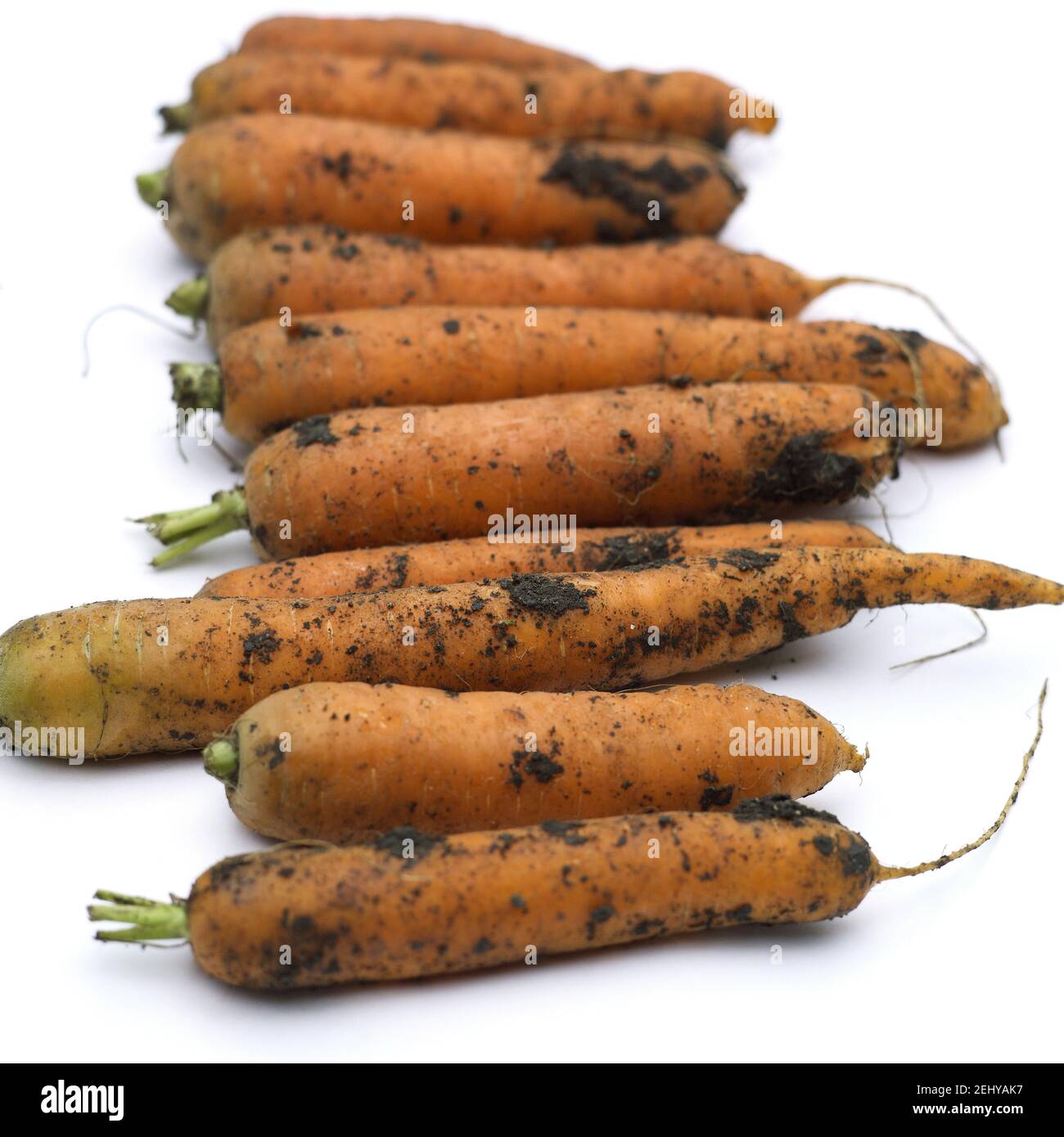 Row of earthy organic carrots, on a white surface Stock Photo - Alamy