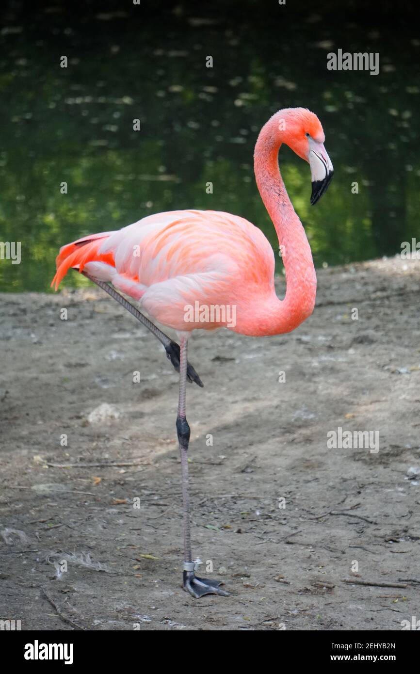 Flamingo Standing On One Leg Stock Photo Stock Images Stock Pictures ...