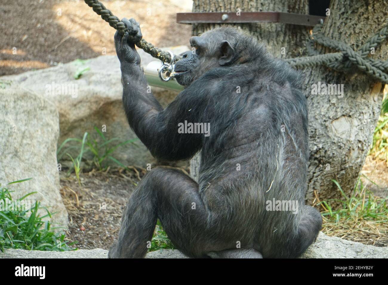 Monkey playing rope zoo hi-res stock photography and images - Alamy