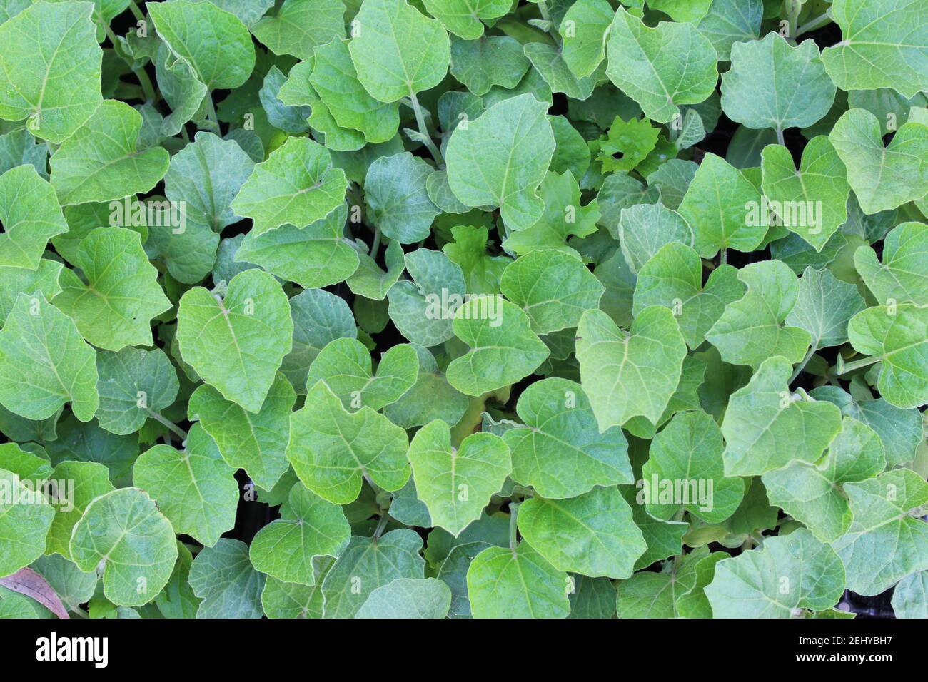 Top view of the ground-creeping Ivy plant leaves Stock Photo - Alamy