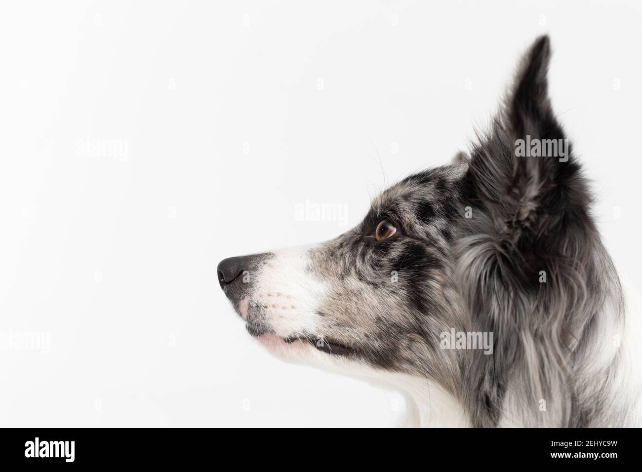 You can see the head of a Border Collie with a pedigree at a close up ...