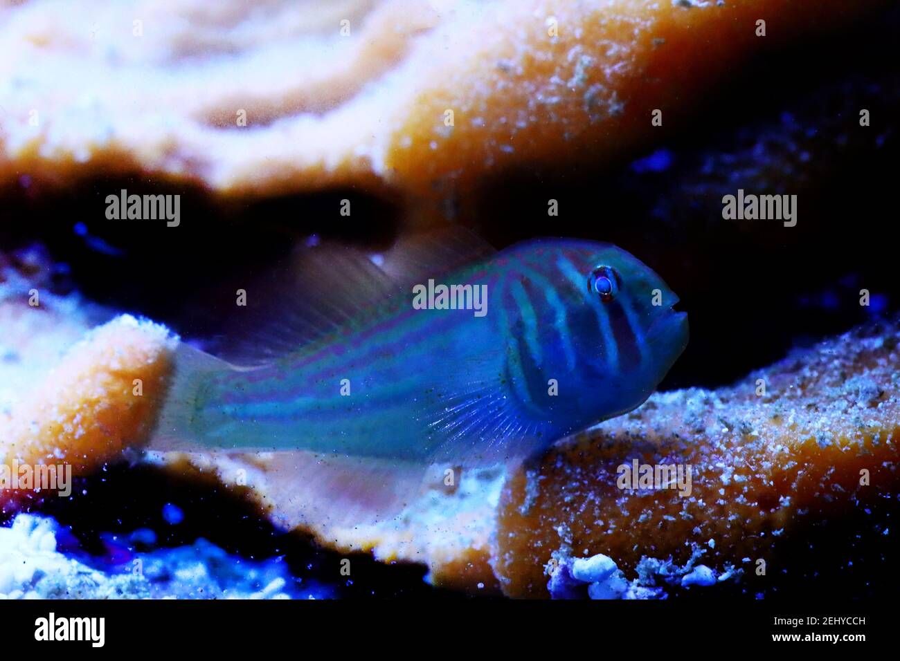 Green clown coral goby - Gobiodon histrio Stock Photo - Alamy