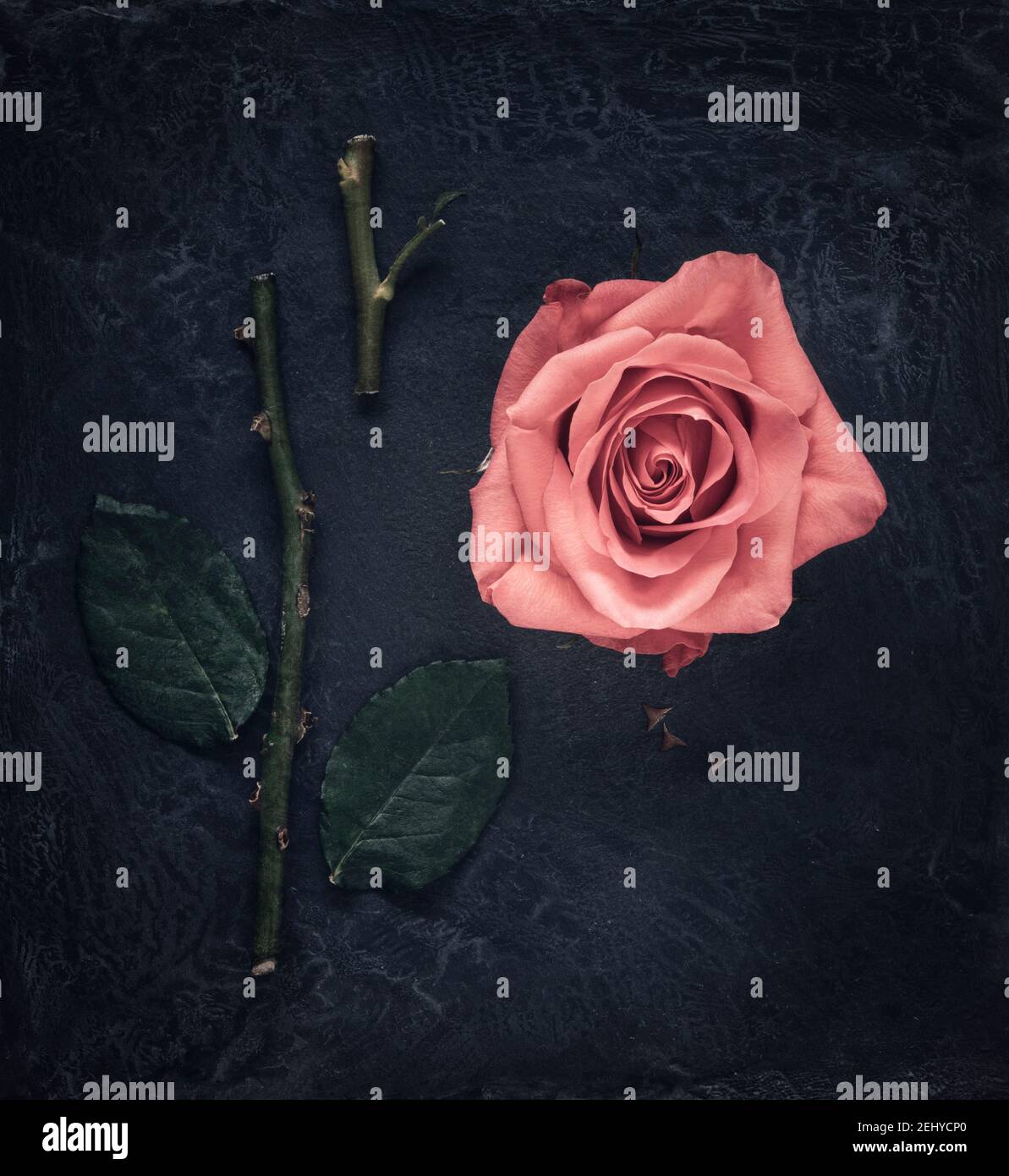 cut Rose on black slate Stock Photo - Alamy