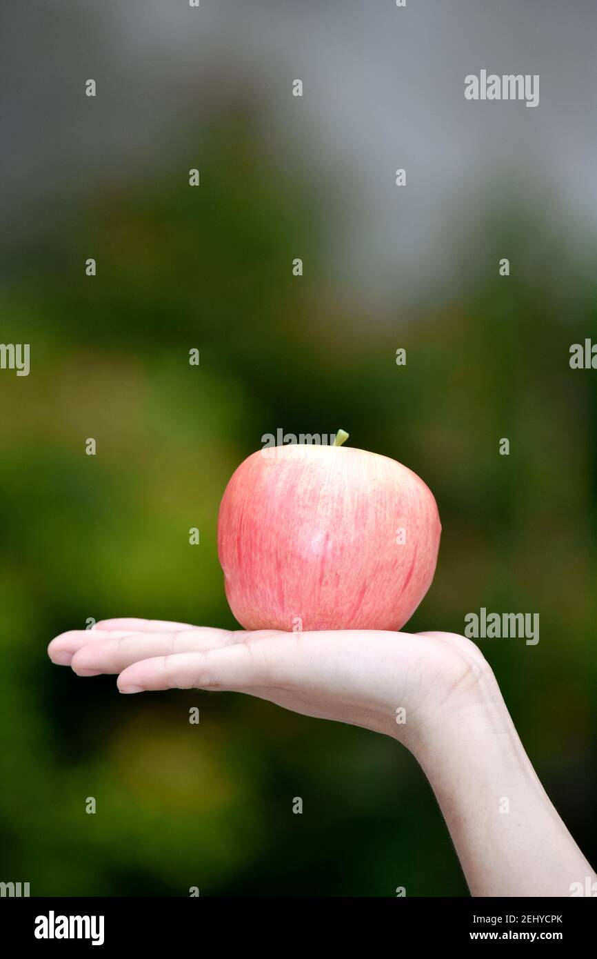 A Hand Holding An Apple Stock Photo - Alamy