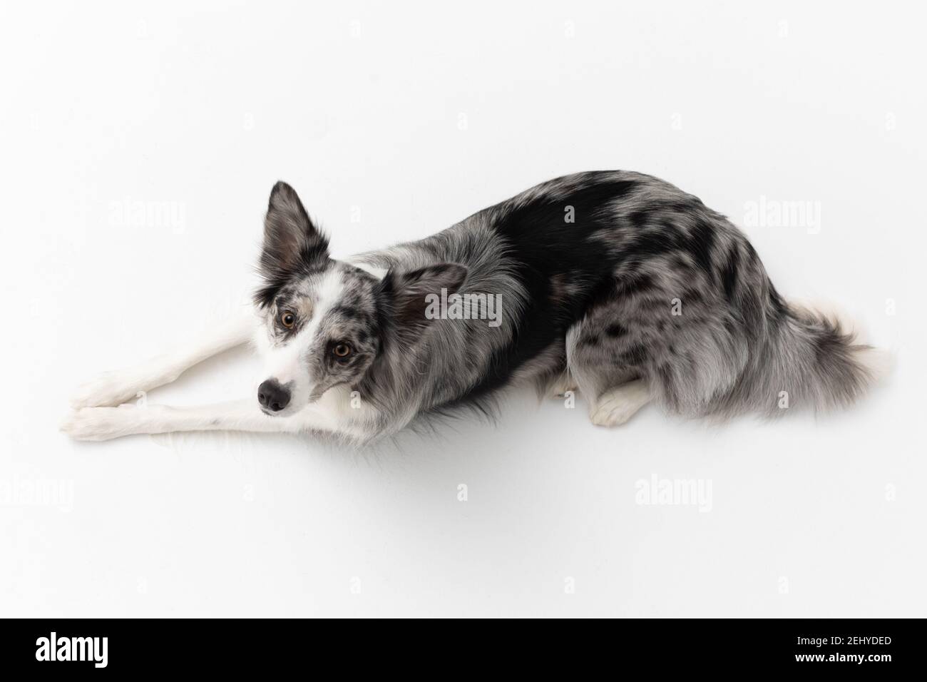 Border Collie dog cries after human voice command on a white background ...